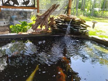Florida East Coast Koi and Pond Club - Koi Pond, Koi Photos